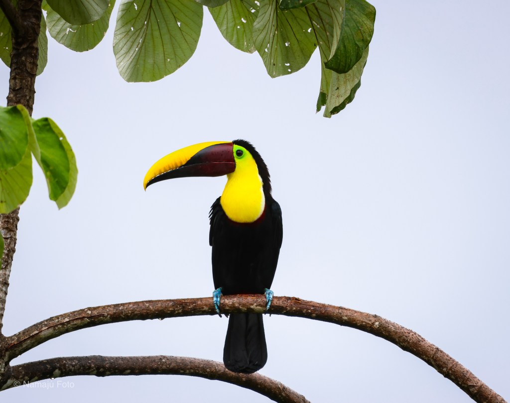 Tableau Extended: Sandbox Extensions (Part I) – Graphika Analytics